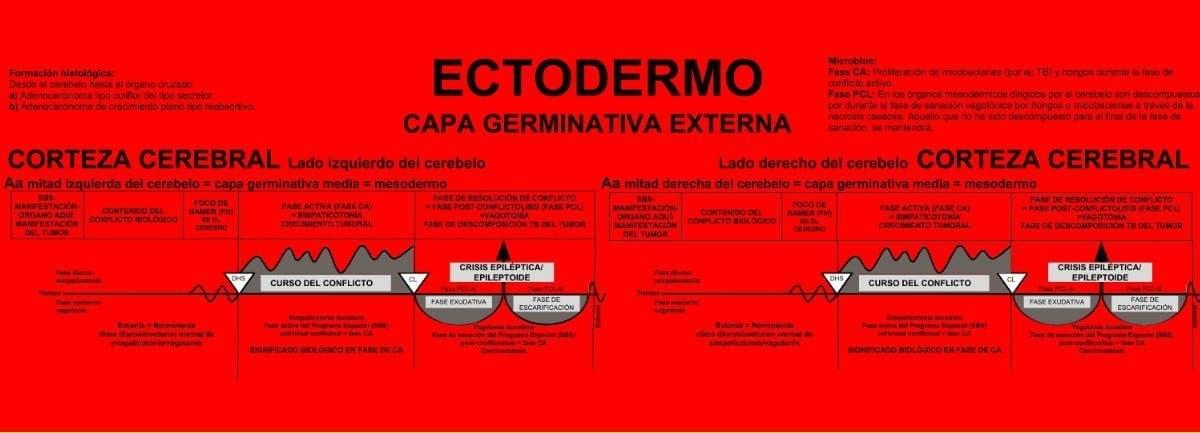 Ectodermo en la Nueva Medicina Germánica - NMGando